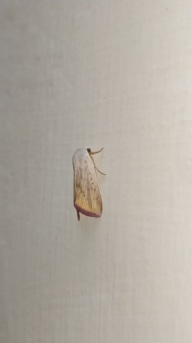 Adisura atkinsoni · iNaturalist