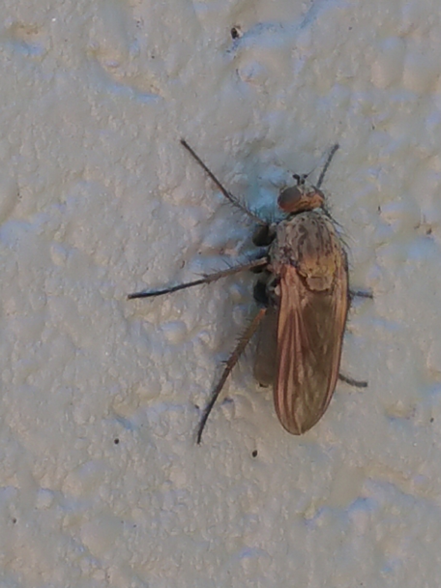 Ostenia robusta Hutton, 1901