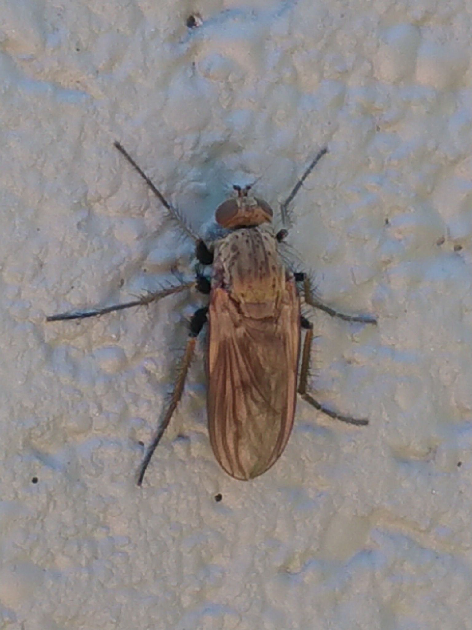 Ostenia robusta Hutton, 1901