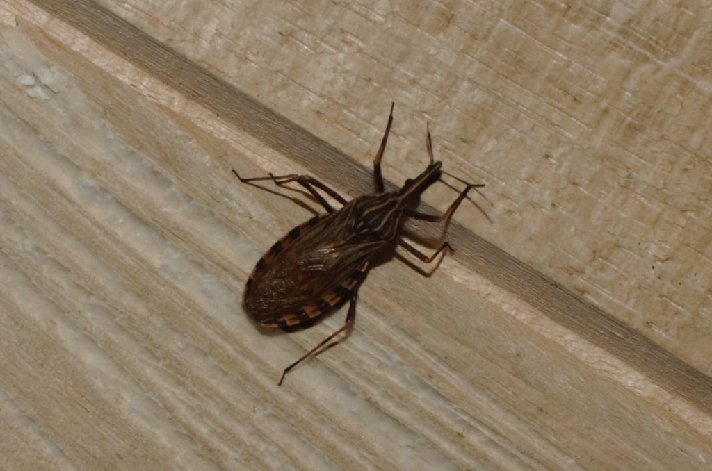 Rhodnius pictipes from Tena, Ecuador on February 4, 2018 at 10:19 PM by ...