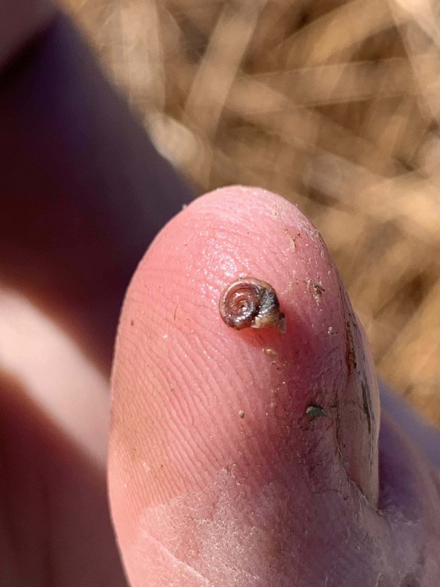 Gyraulus parvus (Say, 1817)