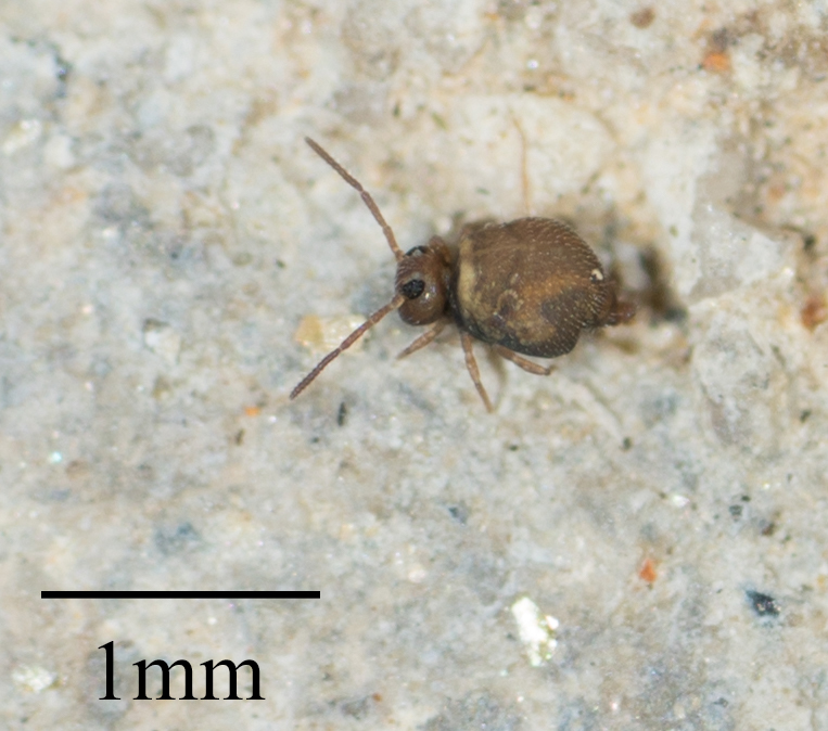 Globular Springtails from La Habra, CA 90631, USA on October 8, 2017 at ...