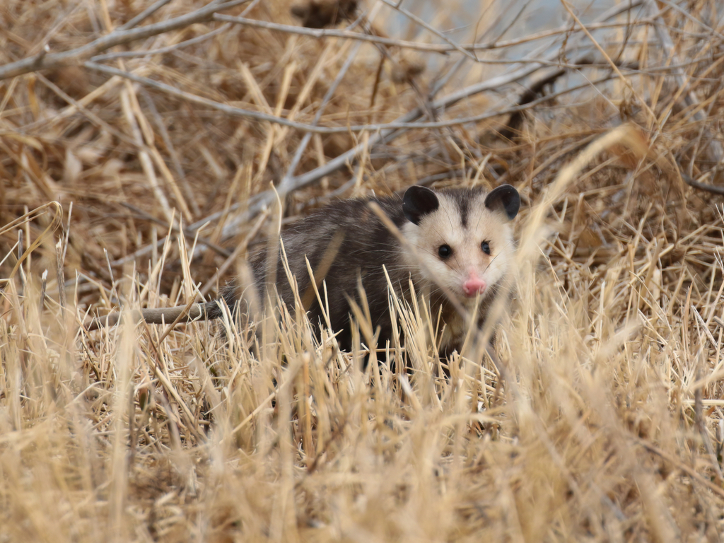 Virginia Opossum from Lucas County, OH, USA on January 17, 2021 at 02: ...