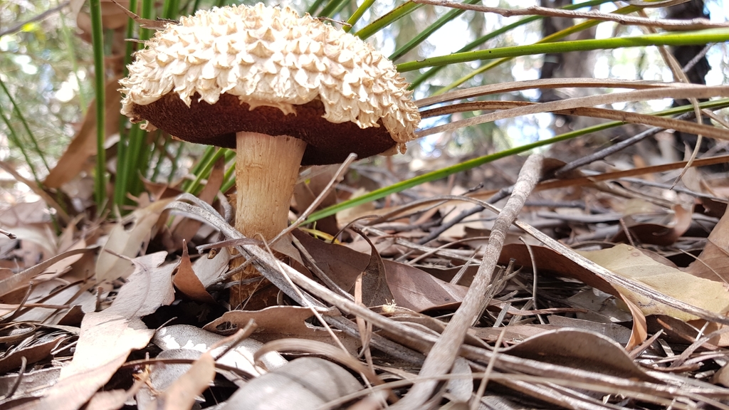 Boletellus ananiceps from South Turramurra NSW 2074, Australia on ...