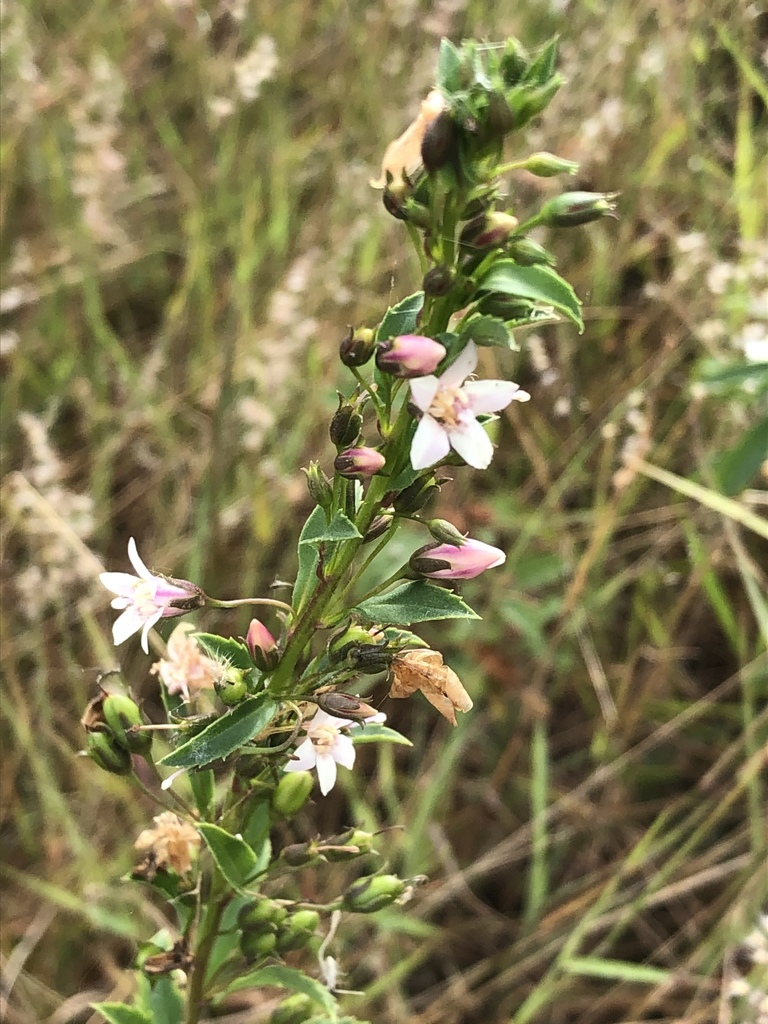 Goatweed from Homestead, FL, US on January 17, 2021 at 09:15 AM by ...