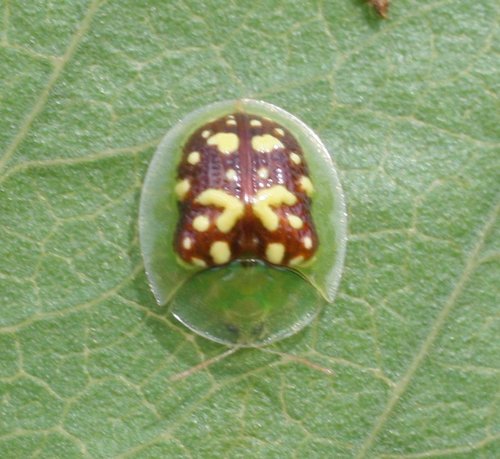 Cassida sexguttata (Leaf Beetles (Cassidinae) of Australia) · iNaturalist