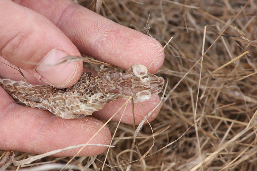 Cape Sand Snake from West Coast DC, South Africa on January 16, 2021 at ...