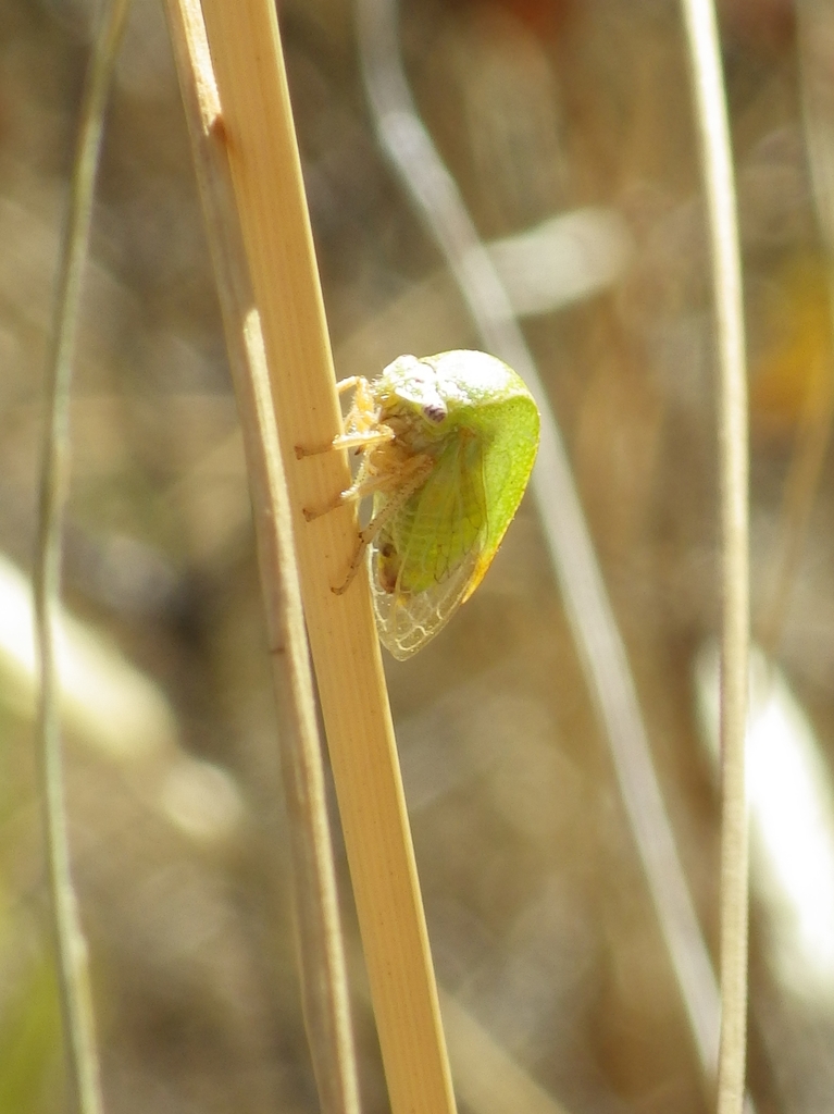 Buffalo Treehoppers from Spokane Valley, Washington, United States on ...