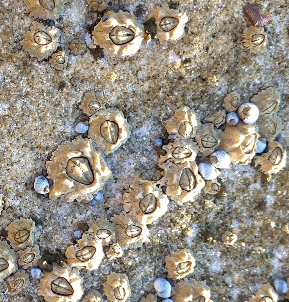 Chthamalid Barnacles from Sydney NSW, Australia on January 18, 2021 at ...