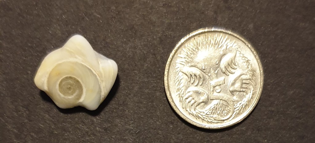 Rough turban shell from Sydney NSW, Australia on January 18, 2021 at 07 ...