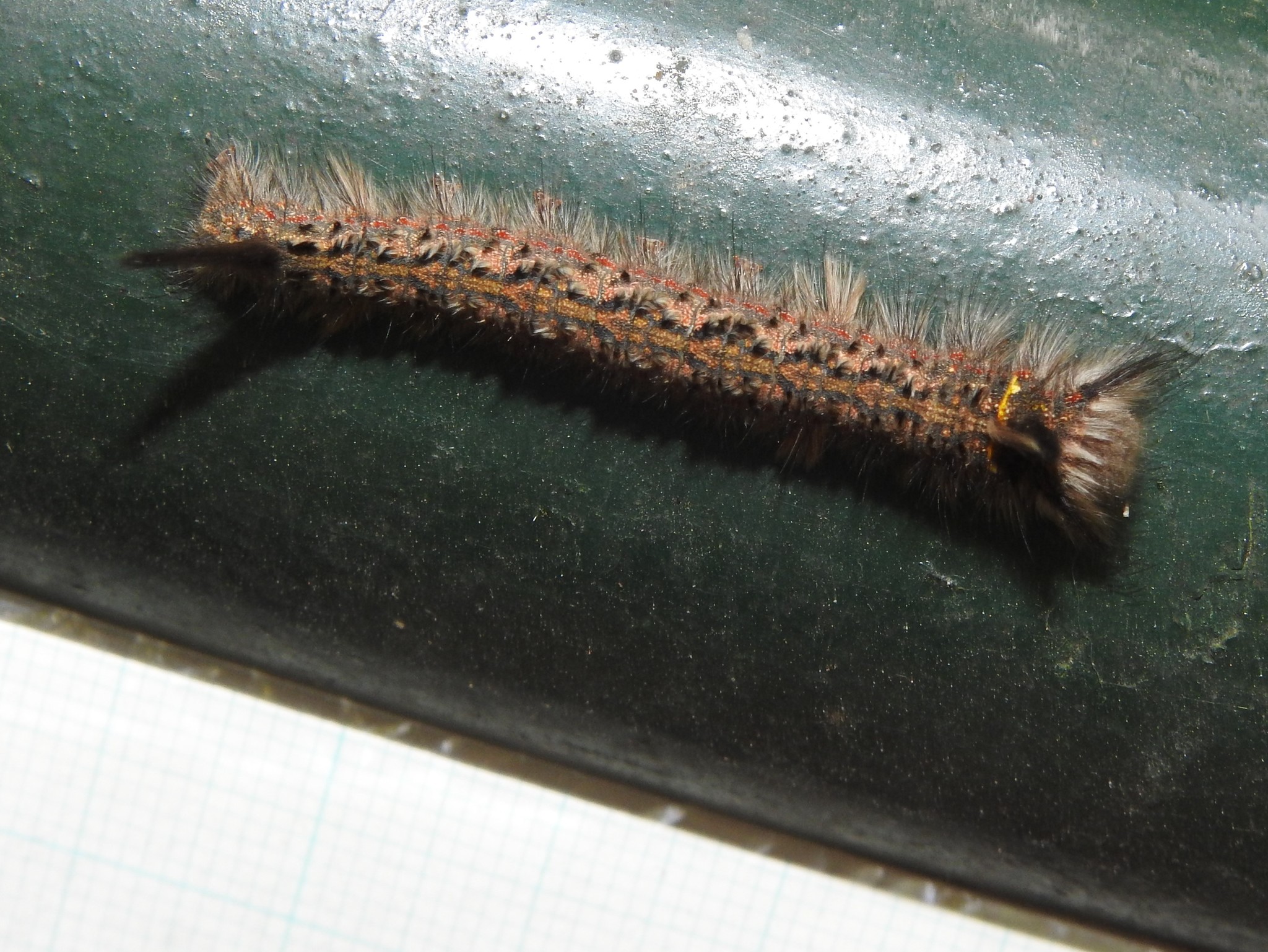 Euthrix isocyma (Hampson)