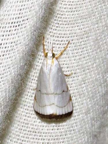 Pseudocatharylla xymena · iNaturalist