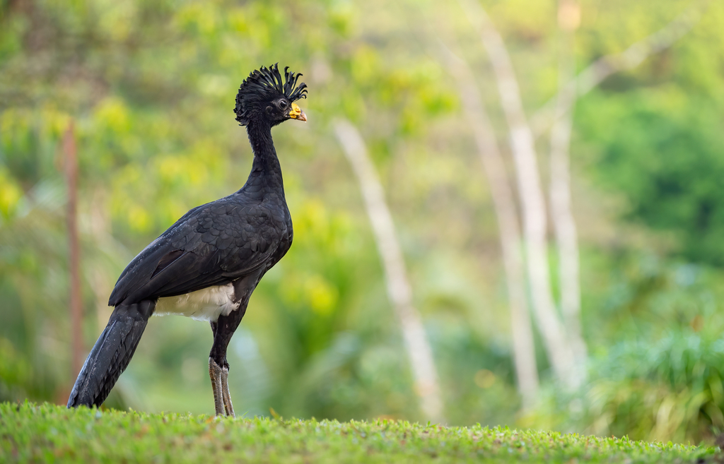 Pavón Grande (Aves de Ciudad Victoria) · iNaturalist