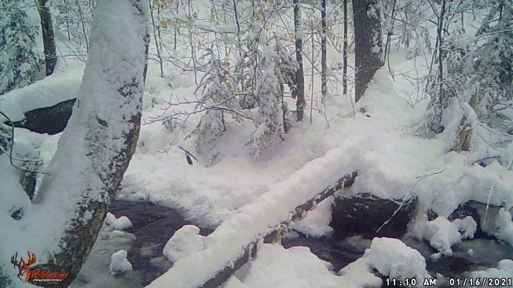 Long-tailed Weasel from Middlesex, VT, USA on January 16, 2021 at 11:10 ...
