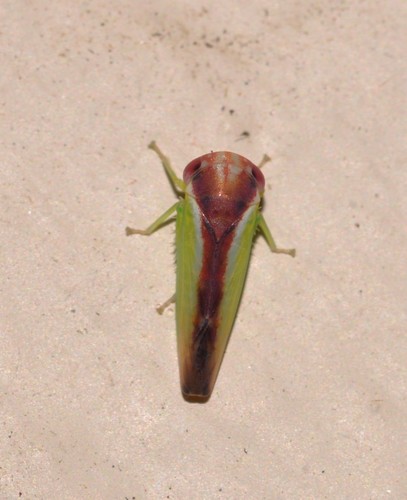 Zaletta tambourina · iNaturalist