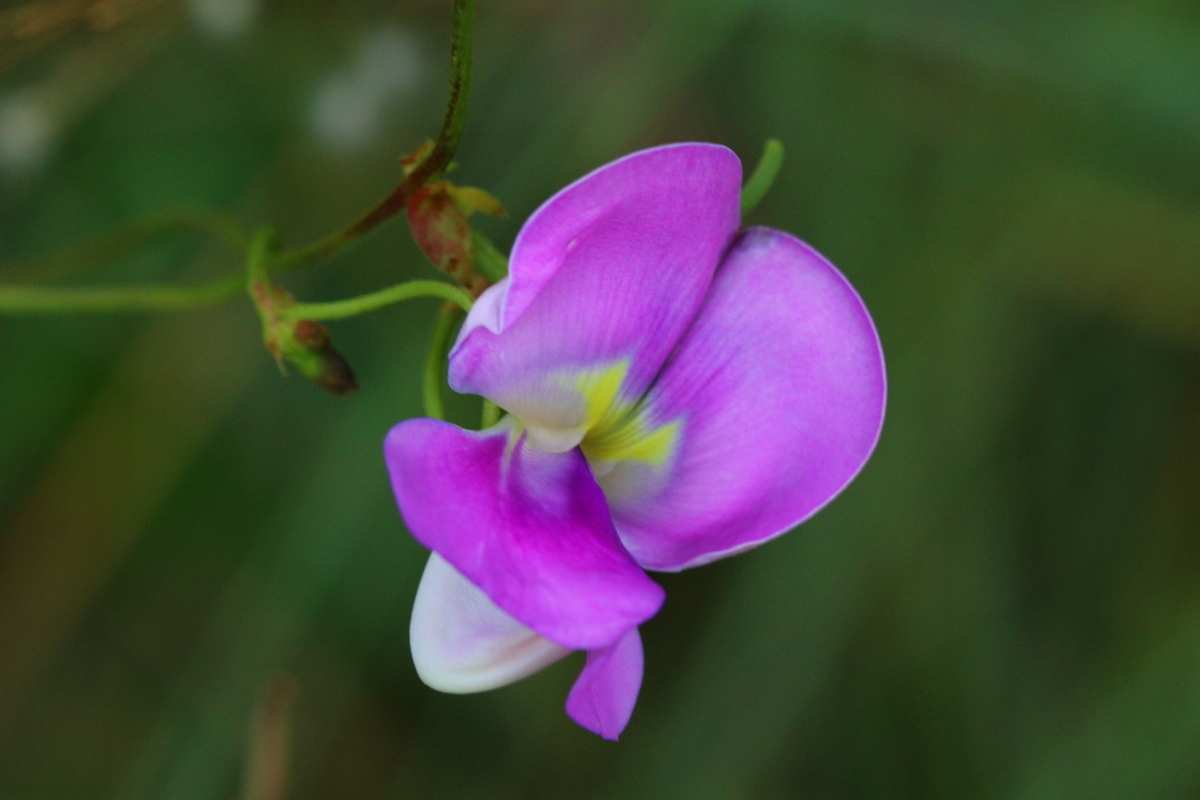 Vigna unguiculata (L.) Walp.