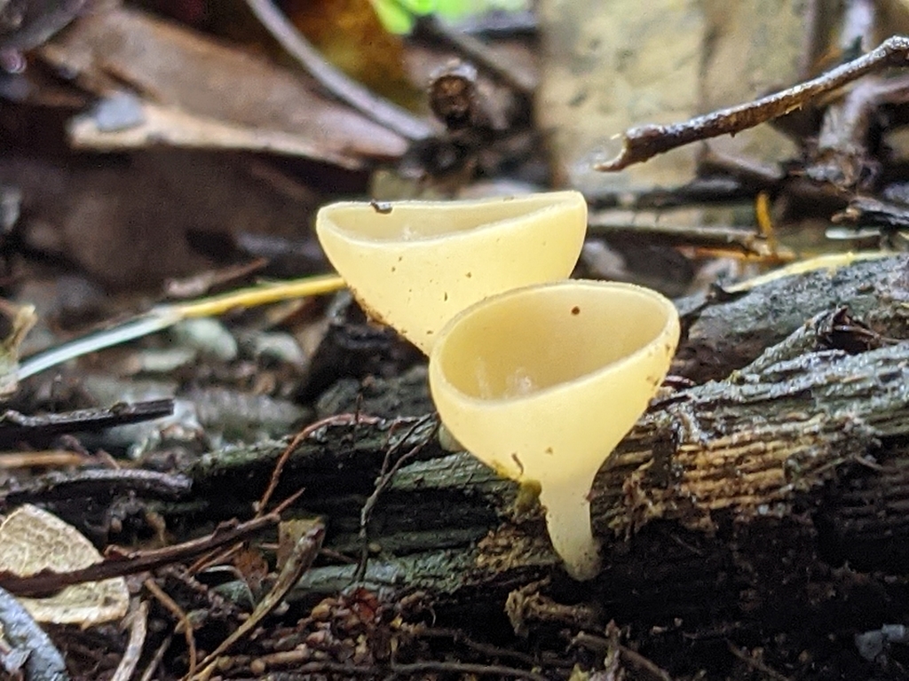 Cookeina colensoi from Itamonte - State of Minas Gerais, 37466-000 ...