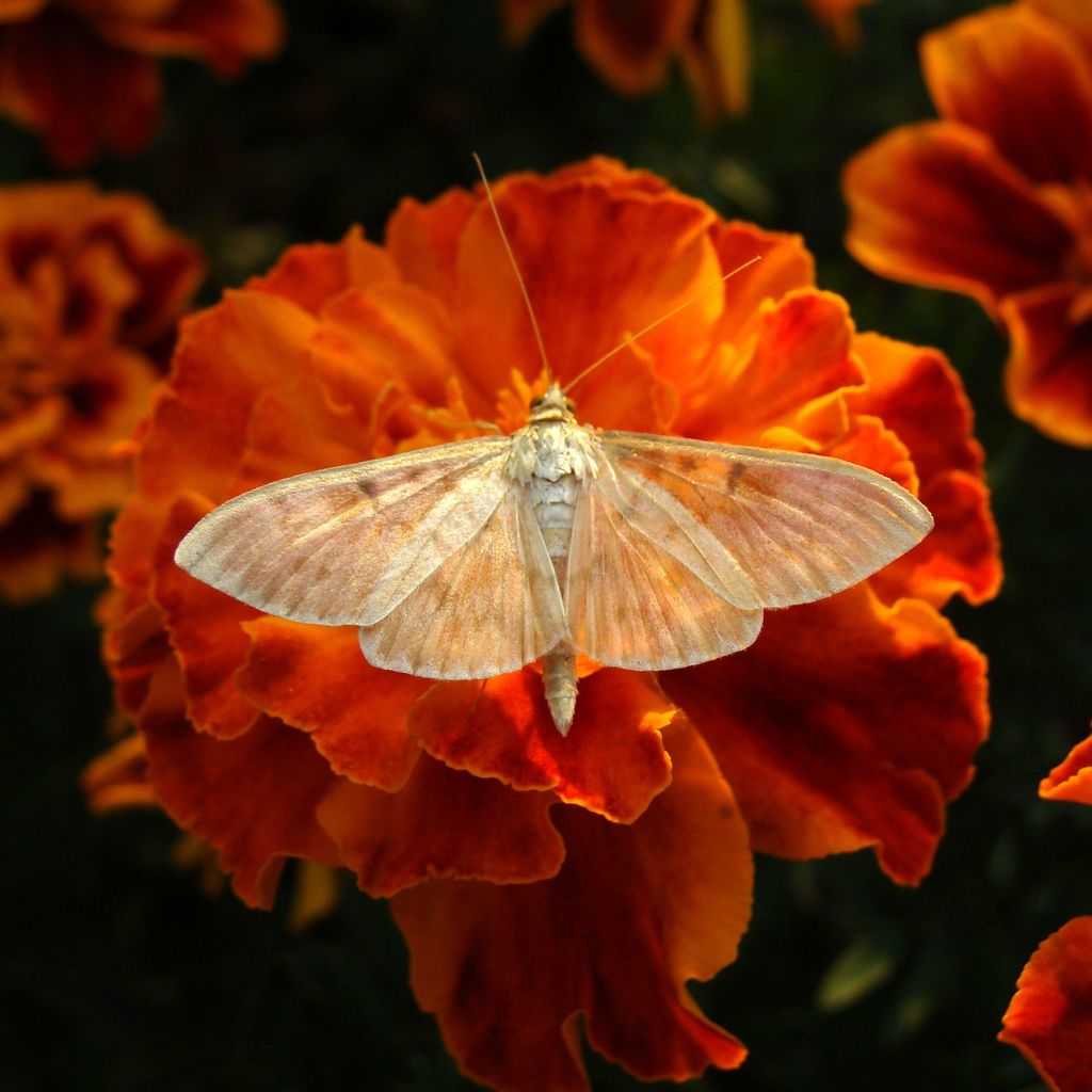 Pearl Moths in September 2018 by Катерина Киселёва · iNaturalist