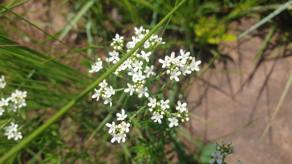Bitterbushes from eThekwini, KwaZulu-Natal, South Africa on November 24 ...