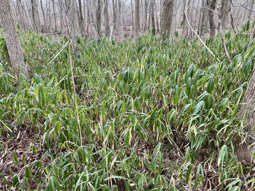 Pygmy Bamboo (Pleioblastus fortunei) · iNaturalist