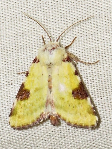 Heliothis flavirufa · iNaturalist