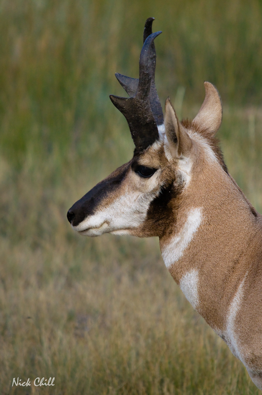 Pronghorns (Antilocapridae) - Know Your Mammals