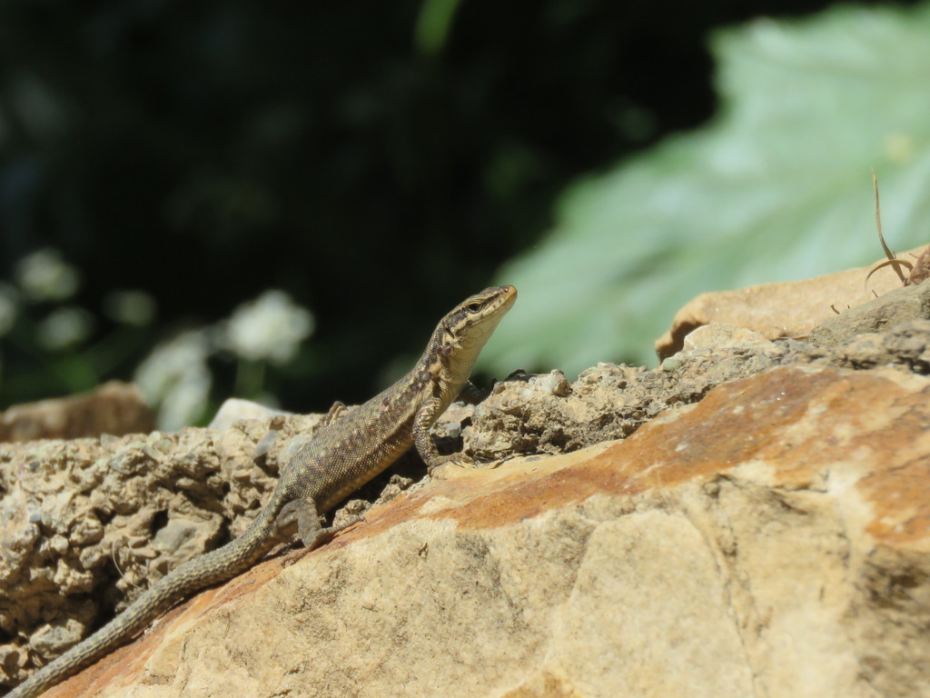 Alborz Lizard from Darband Sar, Tehran Province, Iran on June 5, 2019 ...