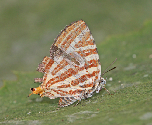 Himalayan Long-banded Silverline (Subspecies Spindasis lohita ...