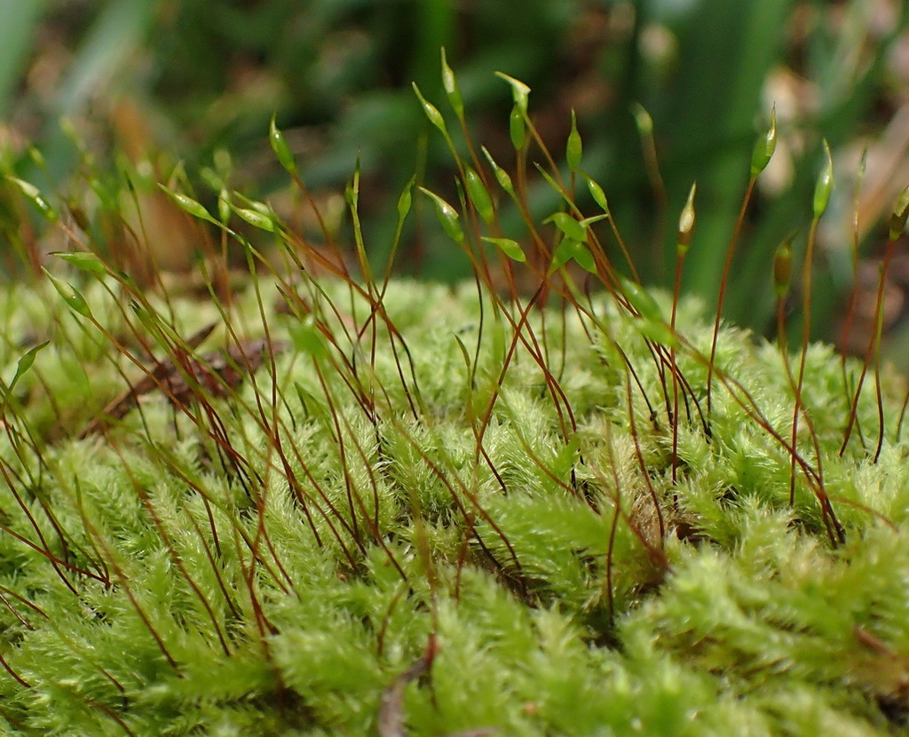 (Palamocladium leskeoides) - Botanical Realm