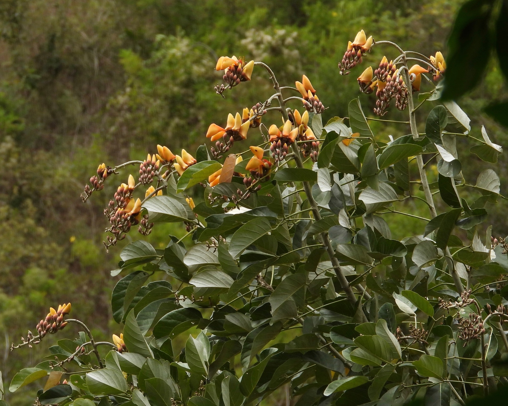 Erythrina fusca Lour.