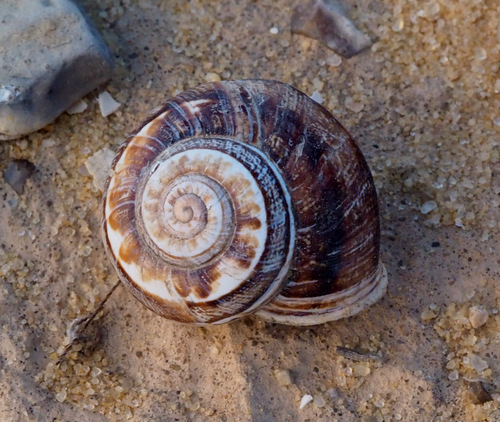 Eremina desertorum · iNaturalist