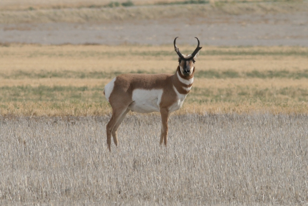 Pronghorns (Antilocapridae) - Know Your Mammals