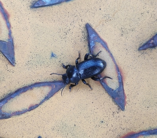 Phylan intermedius · iNaturalist