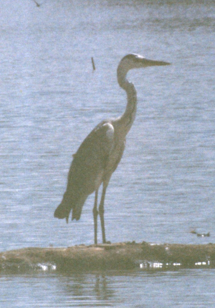 Western Grey Heron from Mlambapele on March 23, 1999 by Matthew Bokach ...