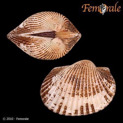 Antique Ark (Anadara antiquata) · iNaturalist