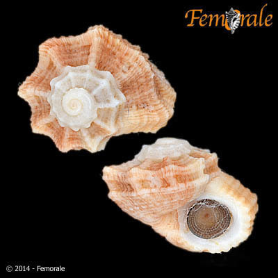 Large Liotia (ReefBlitz Common Mollusc Species) · iNaturalist