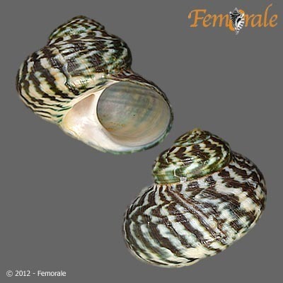 Common Warrener (Turbo undulatus) · iNaturalist