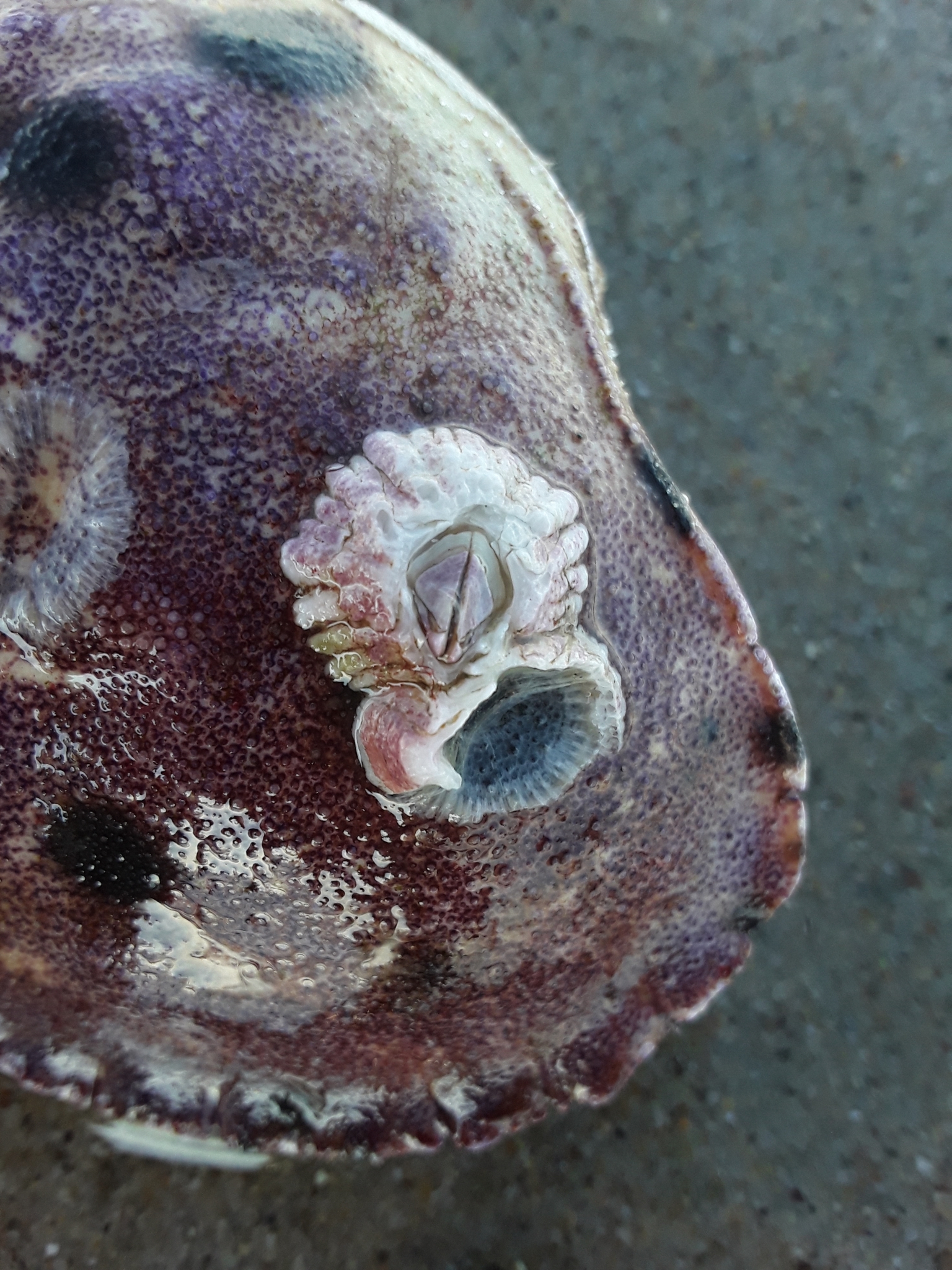 Balanus crenatus Bruguière, 1789