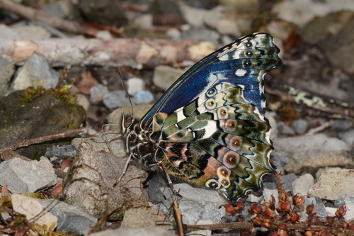 Subspecies Junea dorinda quasinegra · iNaturalist