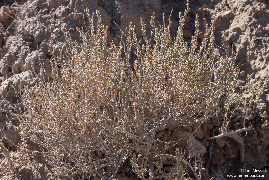 Green molly (Canyonlands Field Guide) · iNaturalist