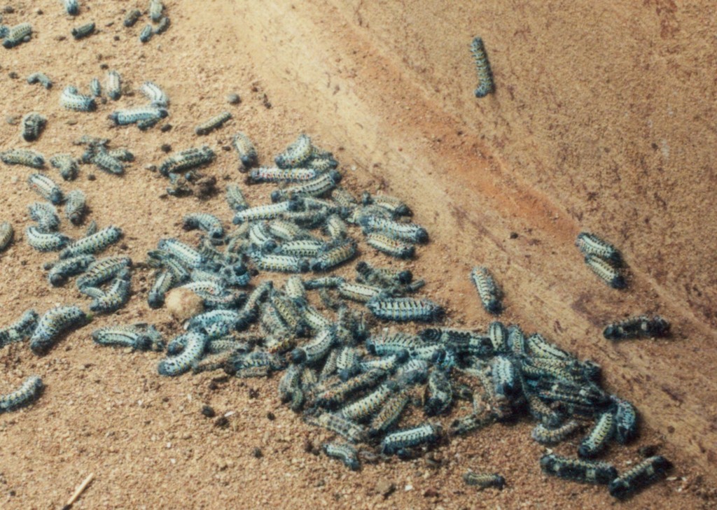 Mopane Worm from Gwanda, Zimbabwe on March 25, 1999 by Matthew Bokach ...