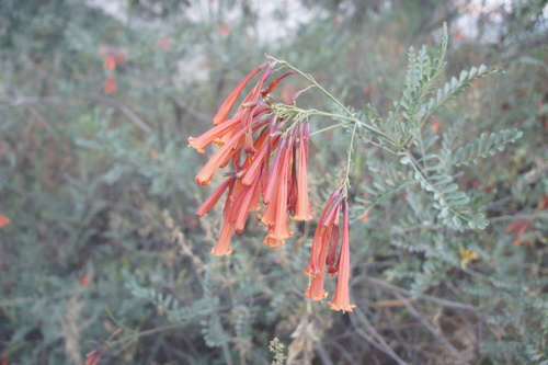 Subspecies Tecoma fulva arequipensis · iNaturalist United Kingdom