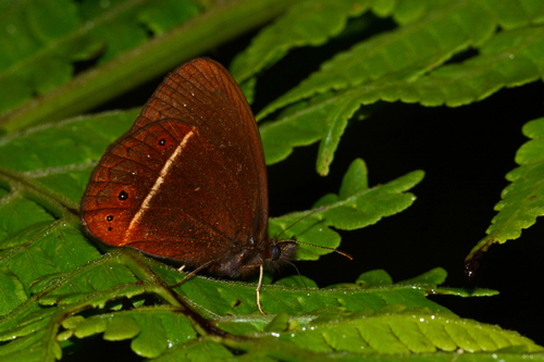 Manerebia benigni · iNaturalist