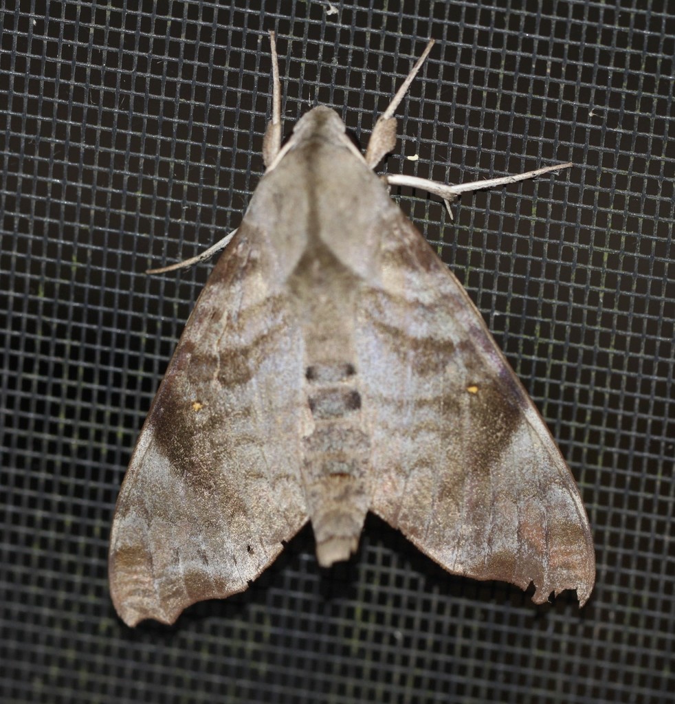 Acosmeryx miskini from Mount Mellum QLD 4550, Australia on January 19 ...