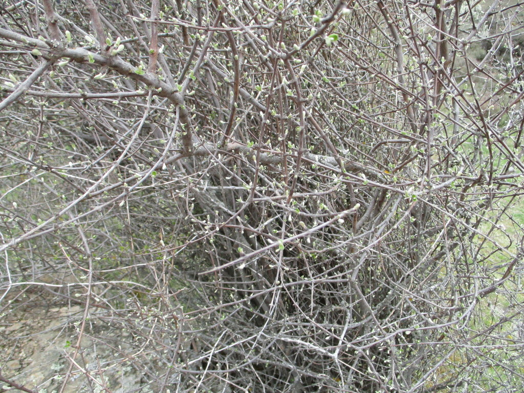 Olearia odorata from Butchers Gully 9392, New Zealand on October 7 ...