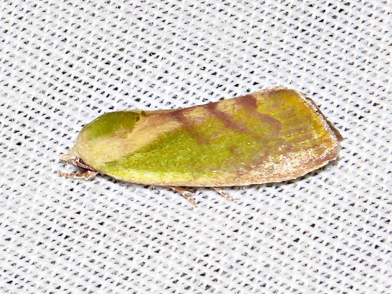 Egyptian Bollworm from Pine Valley, house front deck on April 30, 2019 ...