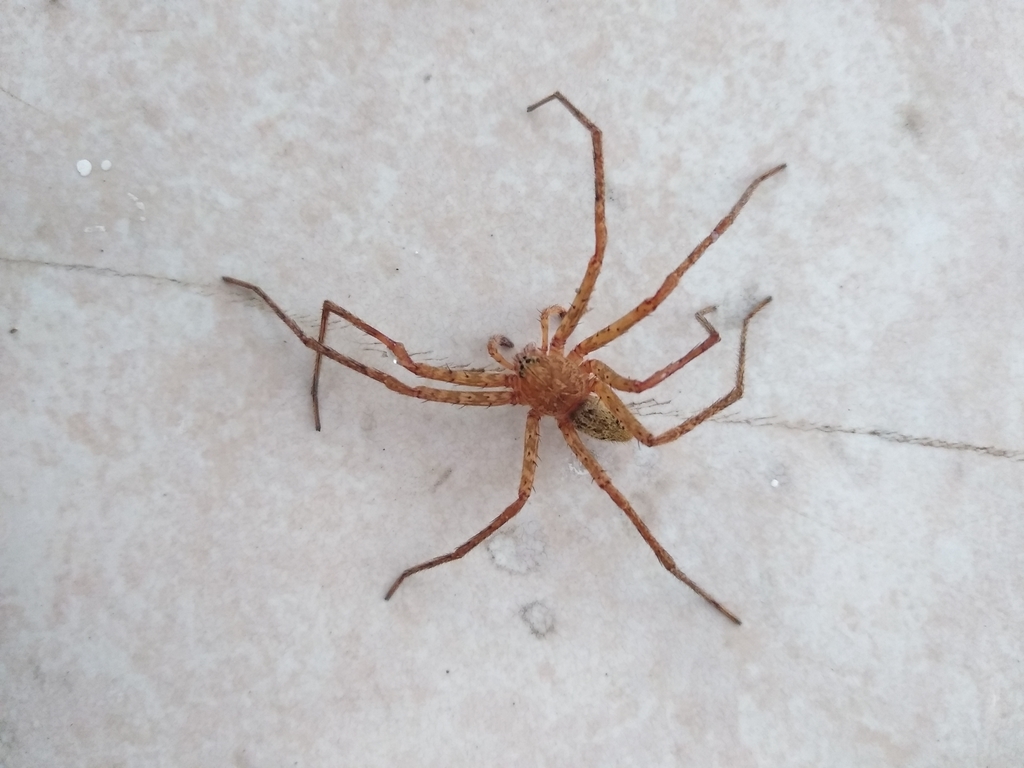 Wandering Spiders from Heladeria Rancho Suamox on January 07, 2021 at ...