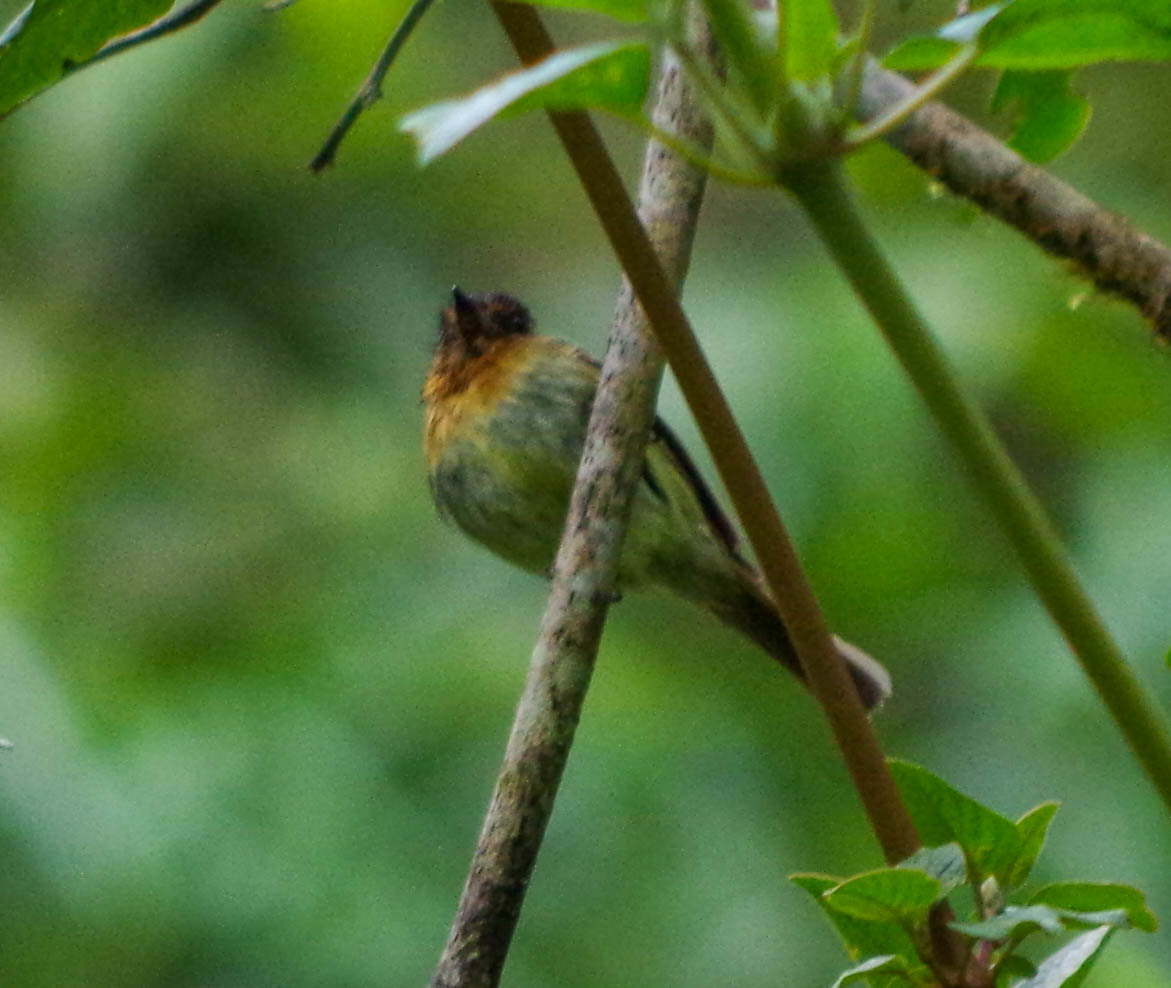 Leptopogon rufipectus (Lafresnaye, 1846)