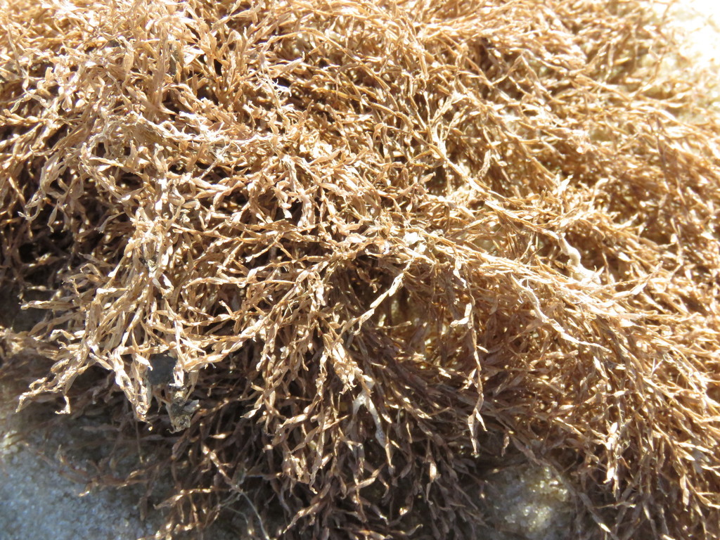 Hydrozoans from Jackson County, MS, USA on January 18, 2021 at 02:58 AM ...