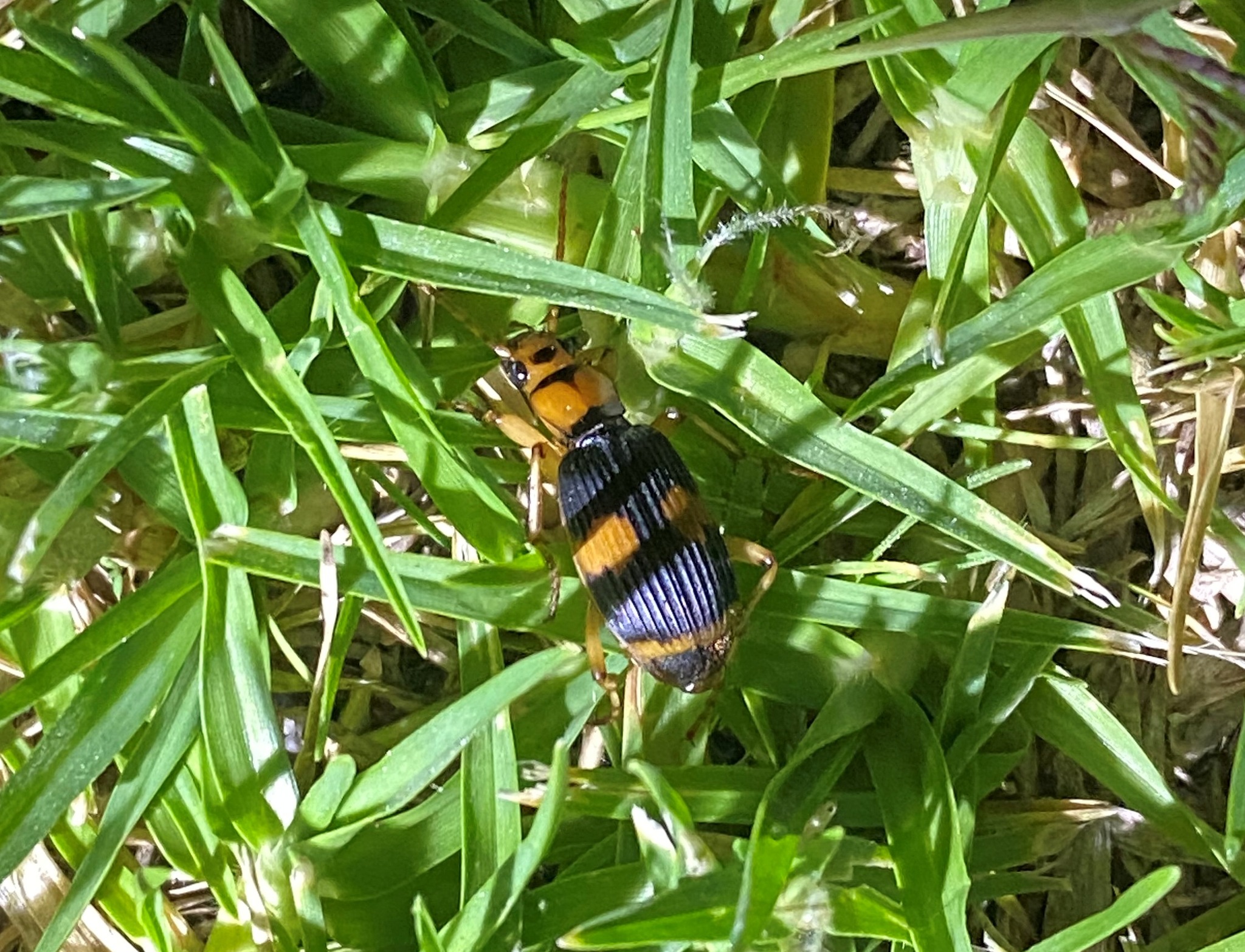 Pheropsophus verticalis (Dejean, 1825)